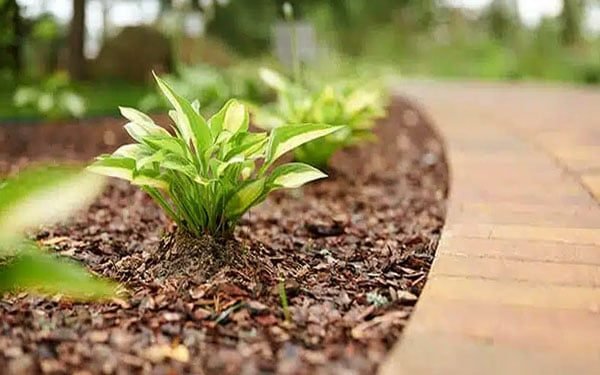 How To Lay Bark Chippings: A Comprehensive How-To DIY Guide