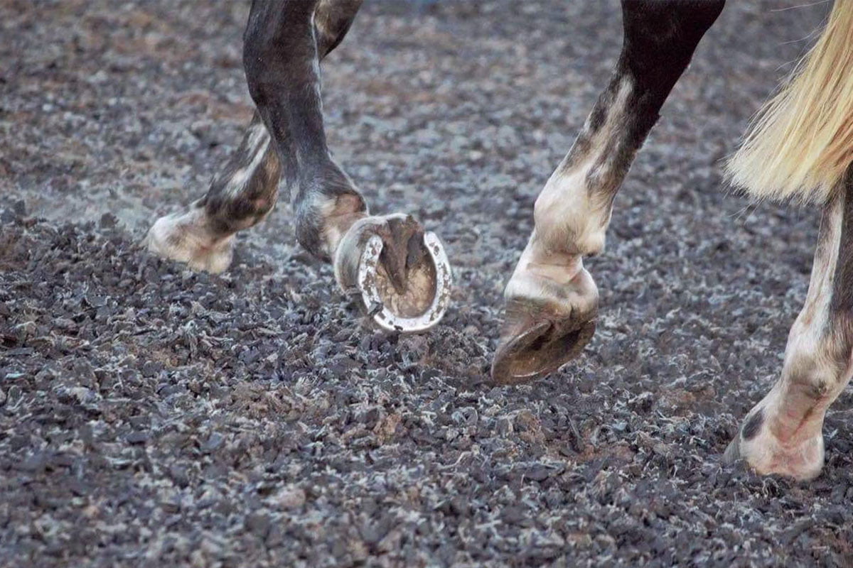 Using Equestrian Rubber Chippings as Rubber for Horse Arenas