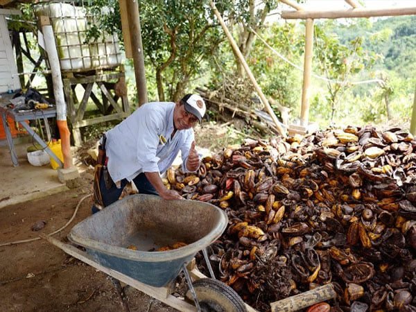 Cocoa Shells: A Naturally Powerful Weed and Pest Deterrent