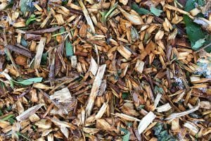 Wood Chip 101: Explore the Various Types for DIY Landscaping