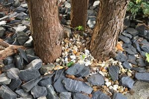 Essential Guide to Gravel Mulch Applications in the Garden