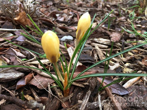 Landscaping Bark: Guide to Multi-Purpose Bark Mulch Products