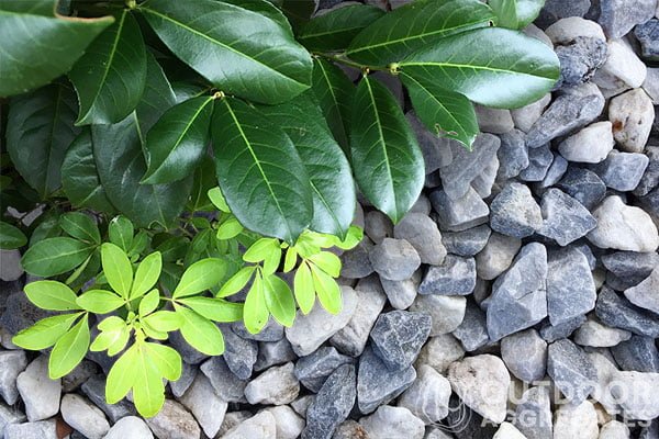 Everest Blue Gravel: Misty Blue Magic Decorative Stones