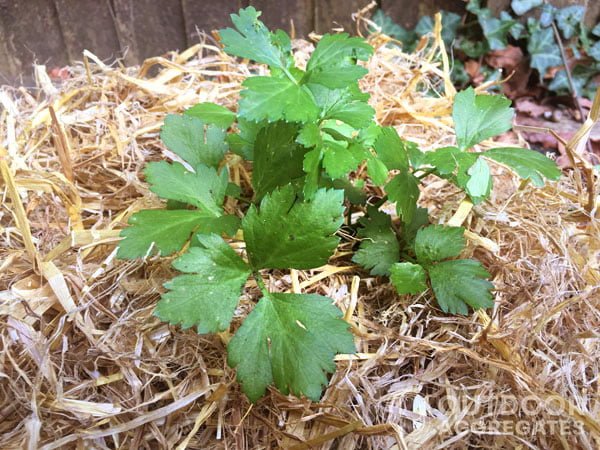 Understanding Types of Mulch and How to Use Them Effectively