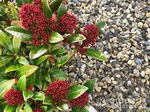 14 of the Best Garden Mulch Types: Our Ultimate Guide