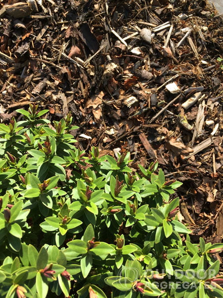 Tree Shredding: Discover Efficient Solutions for Green Waste