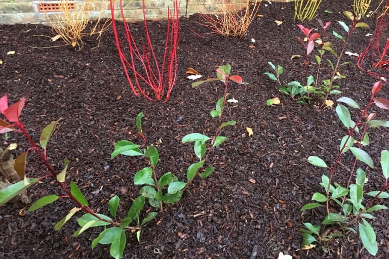 Guide on How to Use Bark Chippings for Natural Garden Health